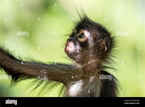 Geoffroy s Spider Monkey Ateles geoffroyi Mono Araña Puerto