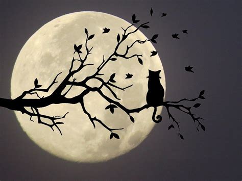 Gato Luna Imagen Gratis En Pixabay Pixabay