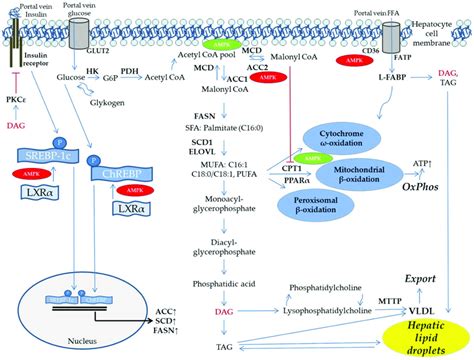 Lipid Metabolism In The Human Liver Schematic Presentation Of Selected