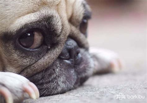 A Mi Perro Se Le Va Un Ojo El Estrabismo En Perros Es Un Problema