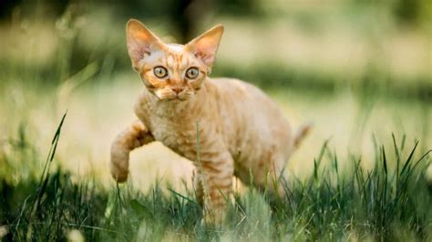 Allergies au chat idées reçues et races hypoallergéniques