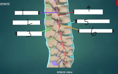 The Spine Flashcards Quizlet