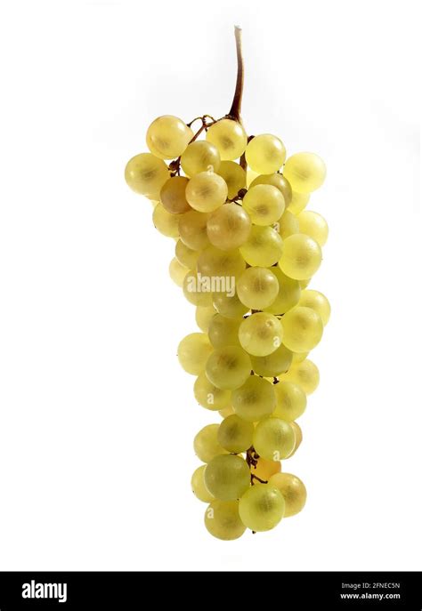 Chasselas Raisin Blanc Vitis Vinifera Sur Fond Blanc Banque De