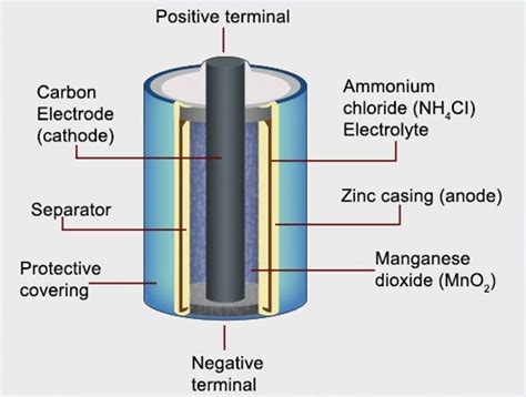 Primary Cell Structure And Labels