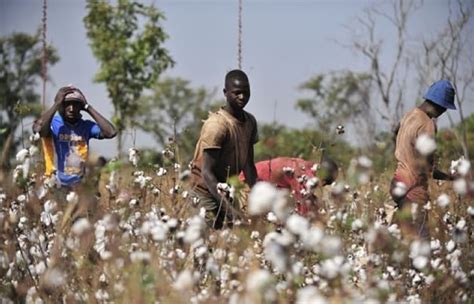 Campagne cotonnière 2022 le Mali affecte 456 Milliards de FCFA à la