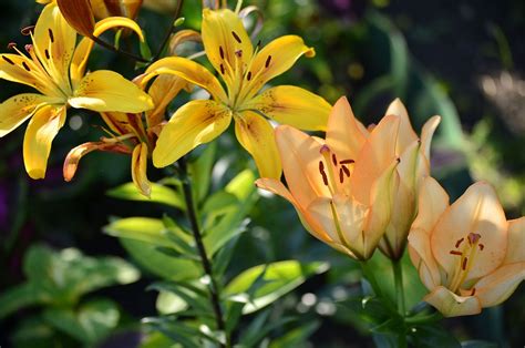 Blumen Lilien Sommer Kostenloses Foto Auf Pixabay Pixabay