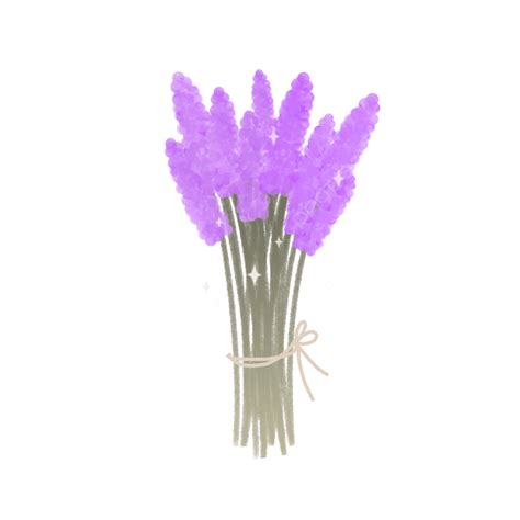 ästhetische Aquarelllavendelillustration Lavendel Aquarell Jahrgang