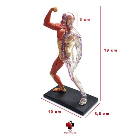 Anatomia do Esqueleto e Músculos Humano 4D Master Modelos