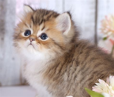 Mr Cuddlesworth Shaded Golden Persian Kitten For SalePersian Kittens