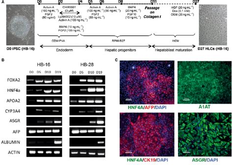 Characterization Of Hepatocyte Like Cells HLCs Derived From