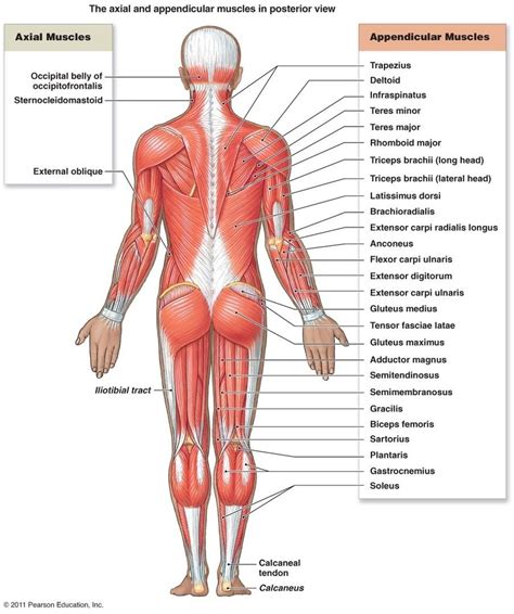 Posterior Muscles Diagram Quizlet