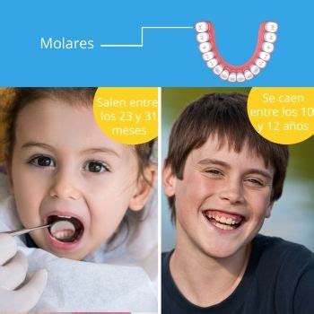 simultáneo Encommium marca a que edad salen las muelas definitivas en