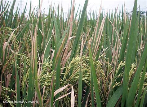 Gambar Klasifikasi Morfologi Tanaman Padi Oryza Sativa Petani Hebat
