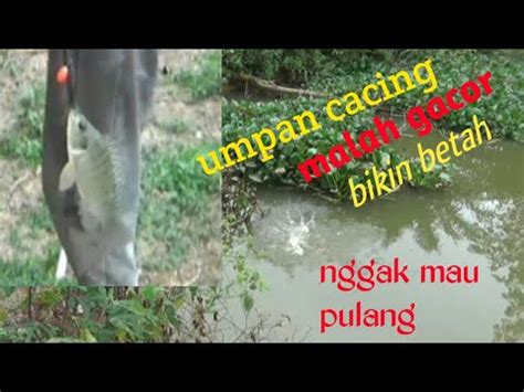 Mancing Ikan Nila Di Kolam Pakai Umpan Cacing Panen Strek YouTube