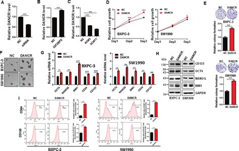 IGF2BP2 Mediated Upregulation Of DANCR Promotes Cell Proliferation And