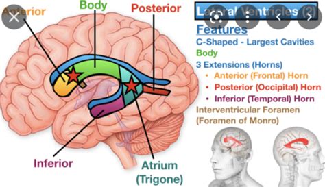 Neuroscience Cns Blood Supply Csf Flashcards Quizlet