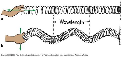 Transverse Wave Real Life Examples