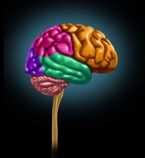 Cómo funciona el cerebro
