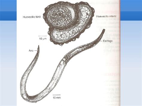 4 Ascaris Lumbricoides