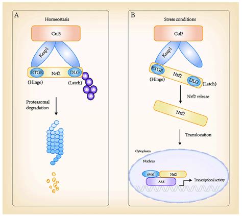 Regulation Of Nrf Molecular Mechanisms A Homeostasis High Affinity