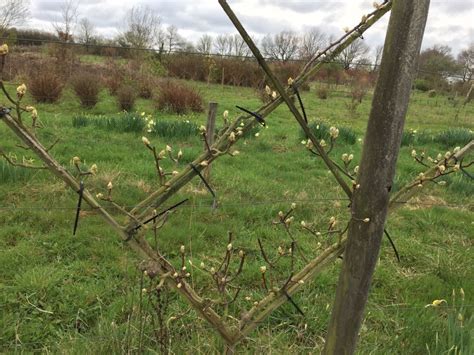1 2 PRINTEMPS Le Jardin Des Merlettes