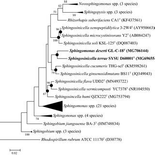 Maximum Likelihood Phylogenetic Tree Based On S Rrna Gene Sequences