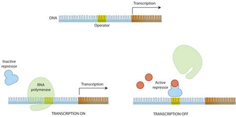 gene expression learn science at scitable in 2022 gene expression learning science cell