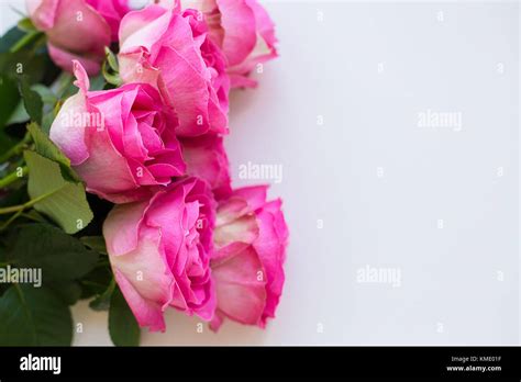 Beautiful Pink Rose Stock Photo Alamy