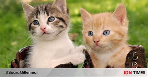 7 Alasan Ilmiah Kenapa Kucing Imut Banget Sekalian Bonus Potretnya
