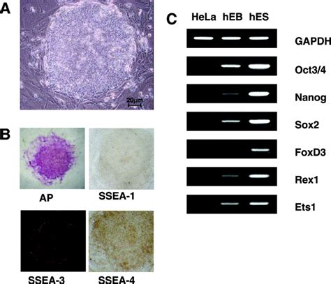Characterization Of HESC Line A Miz HES1 Cell Line B