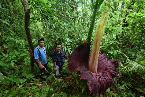 Araceae