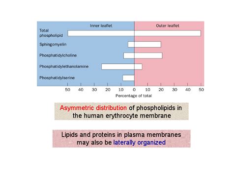 Asymmetric Distribution Of Phospholipids In The Human Erythrocyte Membrane