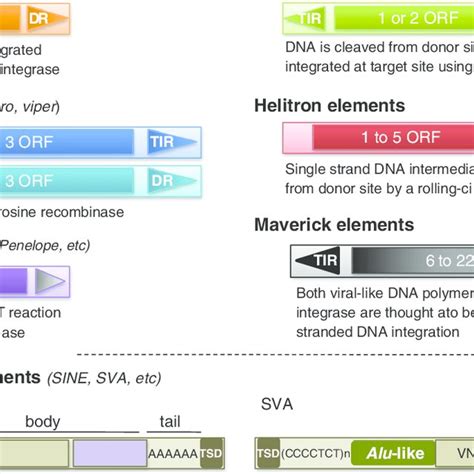 schematic overview of transposable element classification the download scientific diagram