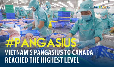 Vietnams Pangasius To Canada Reached The Highest Level Since The Beginning Of 2023 Meksea
