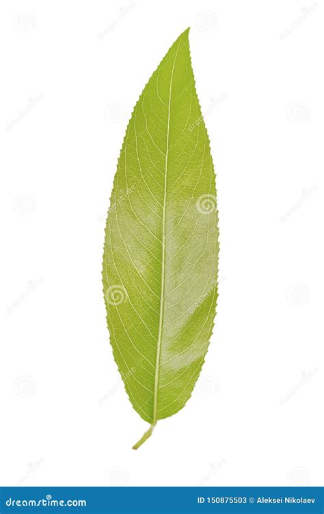 Hoja Verde Del Sauce Aislada En El Fondo Blanco Imagen De Archivo