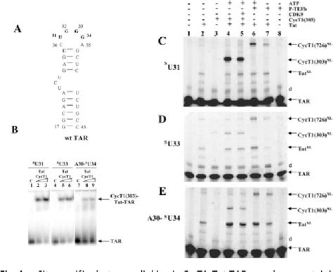 figure 1 from tar rna loop a scaffold for the assembly of a regulatory switch in hiv