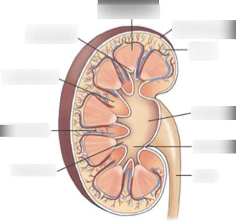 Urinary Diagram Diagram Quizlet
