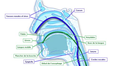 Imagerie Cancer ORL Palli Science Site Officiel De Formation En