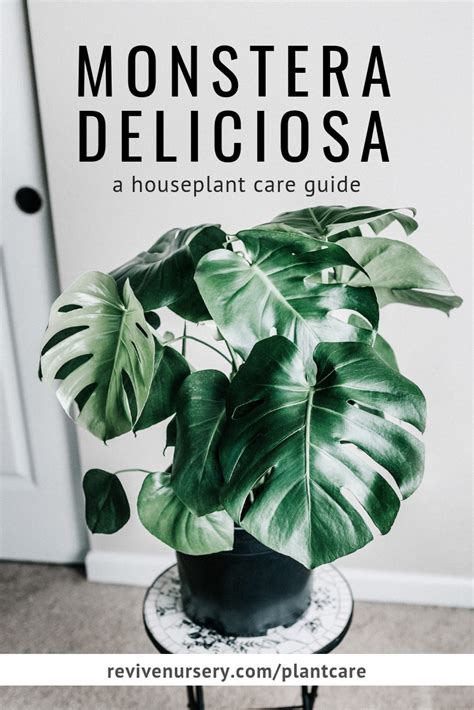 Monstera Deliciosa Houseplant Care Guide How To Keep Your Swiss
