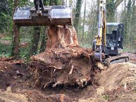 Se Lancer Dans Le Dessouchage De Votre Arbre Dans Le 25 Avec Notre