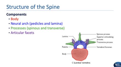 MSK Spine Interventions NPTE Flashcards Quizlet