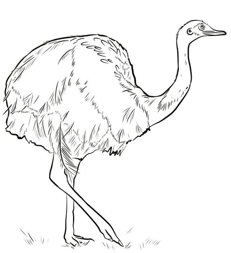 Dibujos De Avestruz 4 Para Colorear Para Colorear Pintar E Imprimir