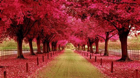 Pink Autumn Wallpapers Top Free Pink Autumn Backgrounds WallpaperAccess