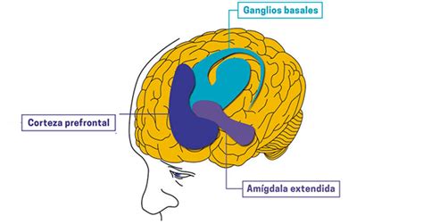 Nacido Limitado Gallina Como Funcionan Las Drogas En El Cerebro Juntos