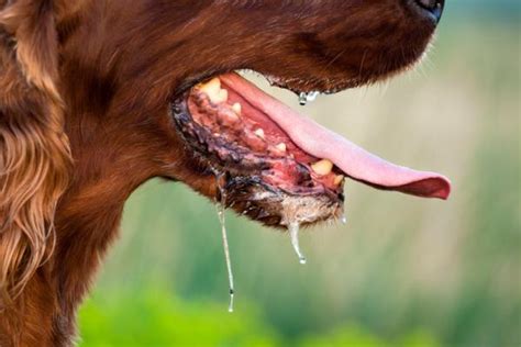Cachorro Intoxicado O Que Fazer Primeiros Socorros