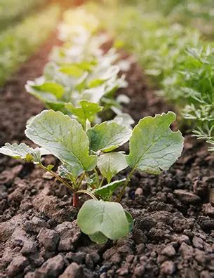 Wysiew warzyw na jesienny zbiór Gardenstart