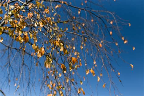 Free Images Tree Nature Branch Winter Sky Wood Sunlight Leaf