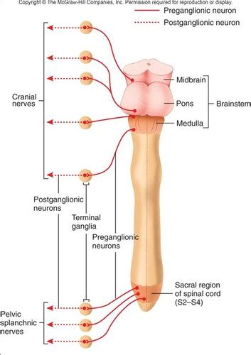 Chapter 15 Autonomic Nervous System And Visceral Sensory Neurons