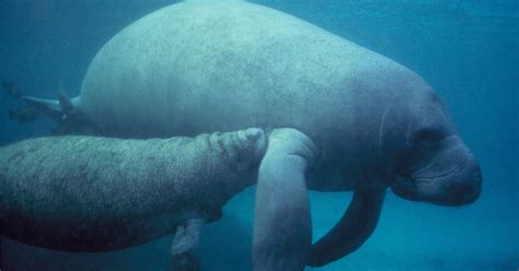 No Mar Profundo Peixe boi da amazônia Trichechus inunguis