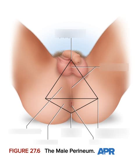 Male Perineum Diagram Quizlet